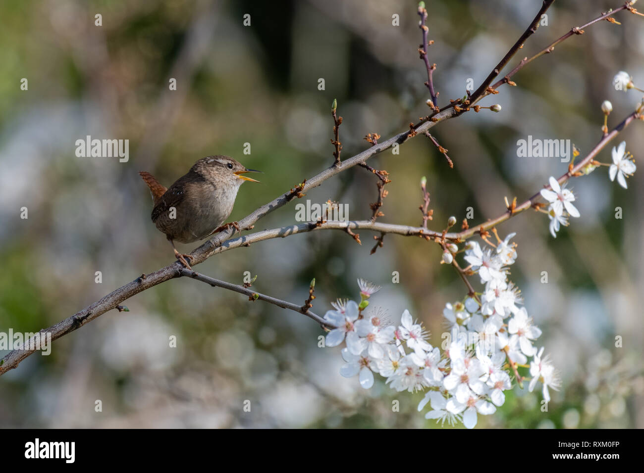 Wren flying hi-res stock photography and images - Alamy