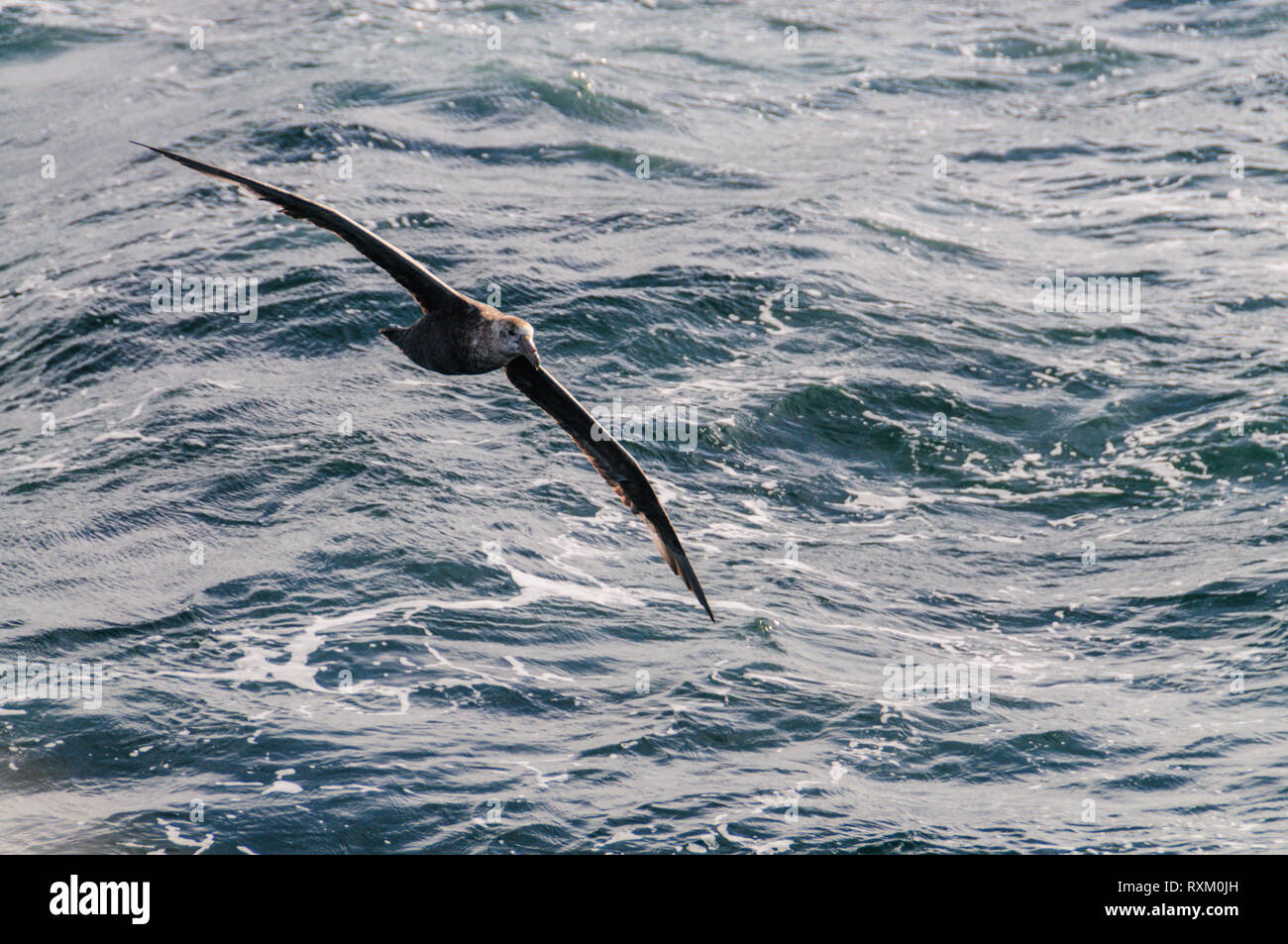 A Southern Giant Petrel in Flight Stock Photo - Alamy