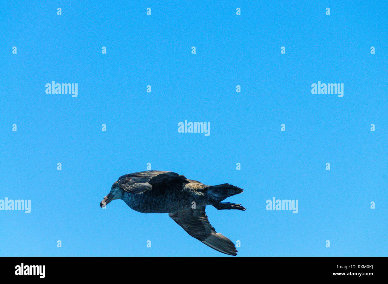 A Giant Southern Petrel in Flight Stock Photo - Alamy
