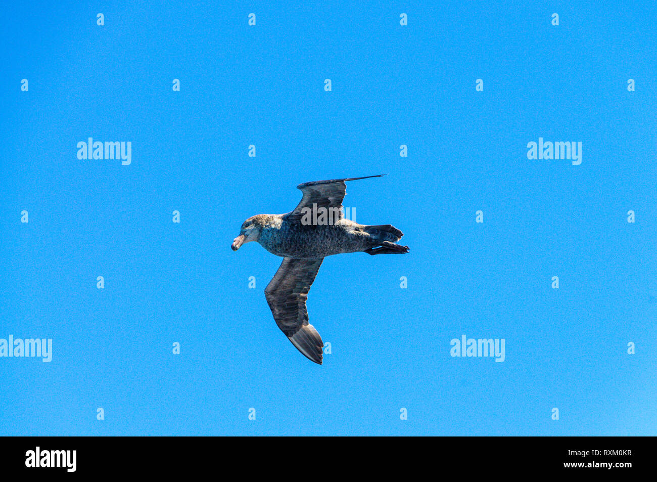A Giant Southern Petrel in Flight Stock Photo - Alamy