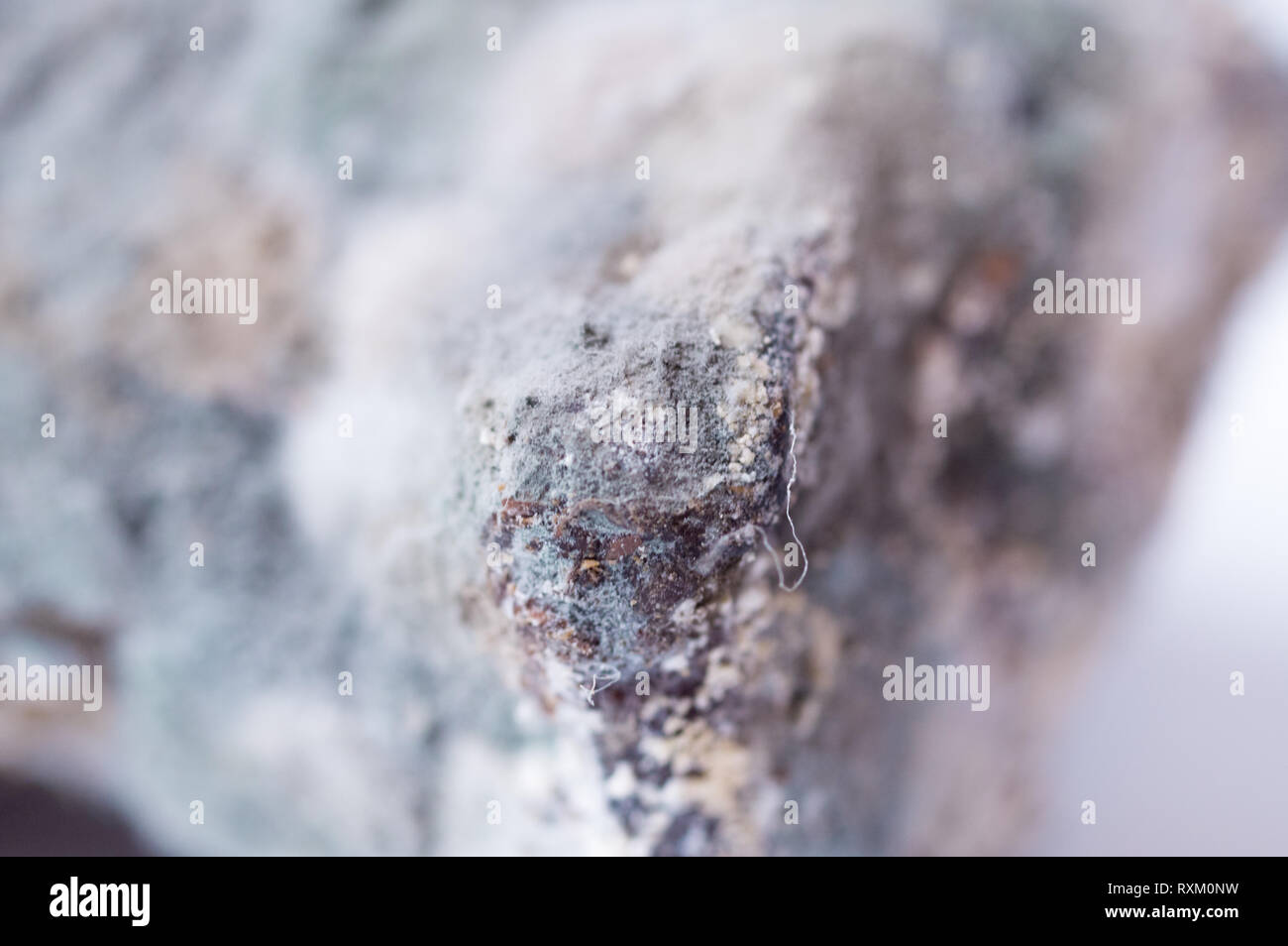 Product mold. Macro photo of mold. Close-up mold. Detailing mold Stock ...