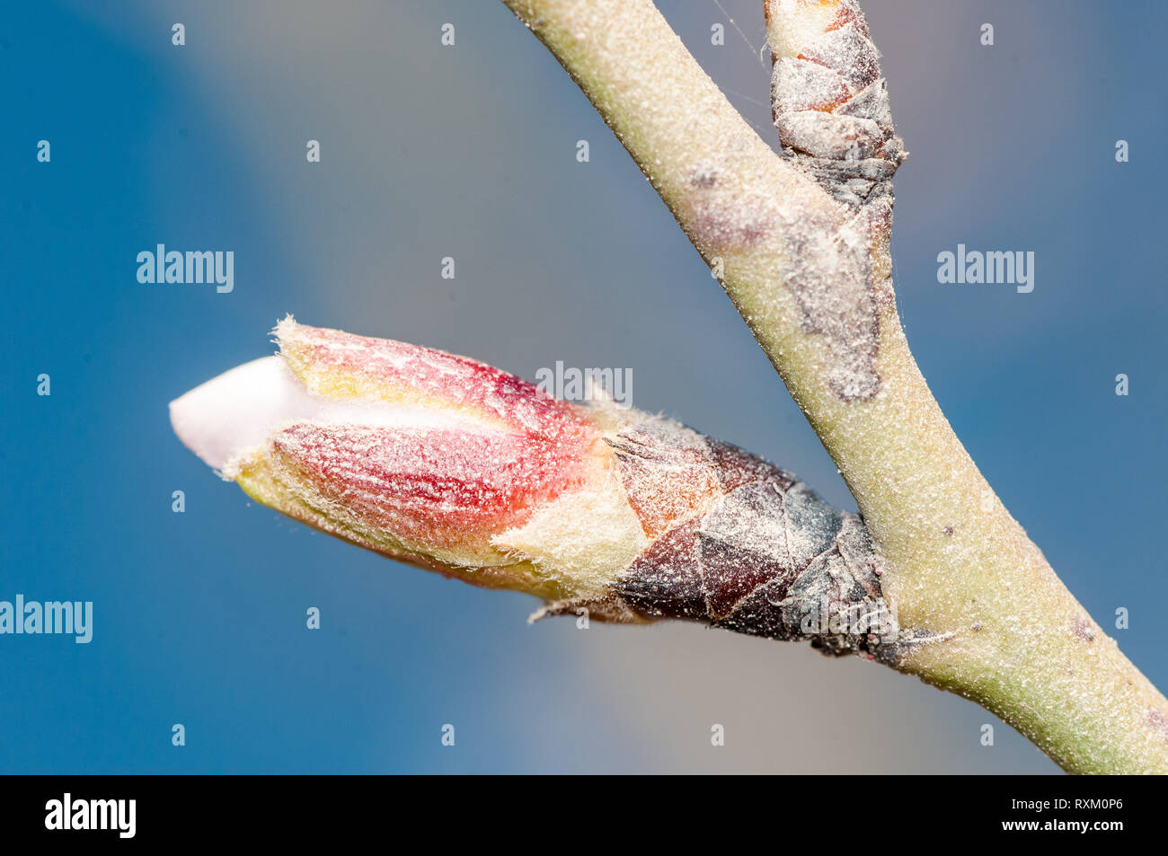 Almond bud hi-res stock photography and images - Alamy