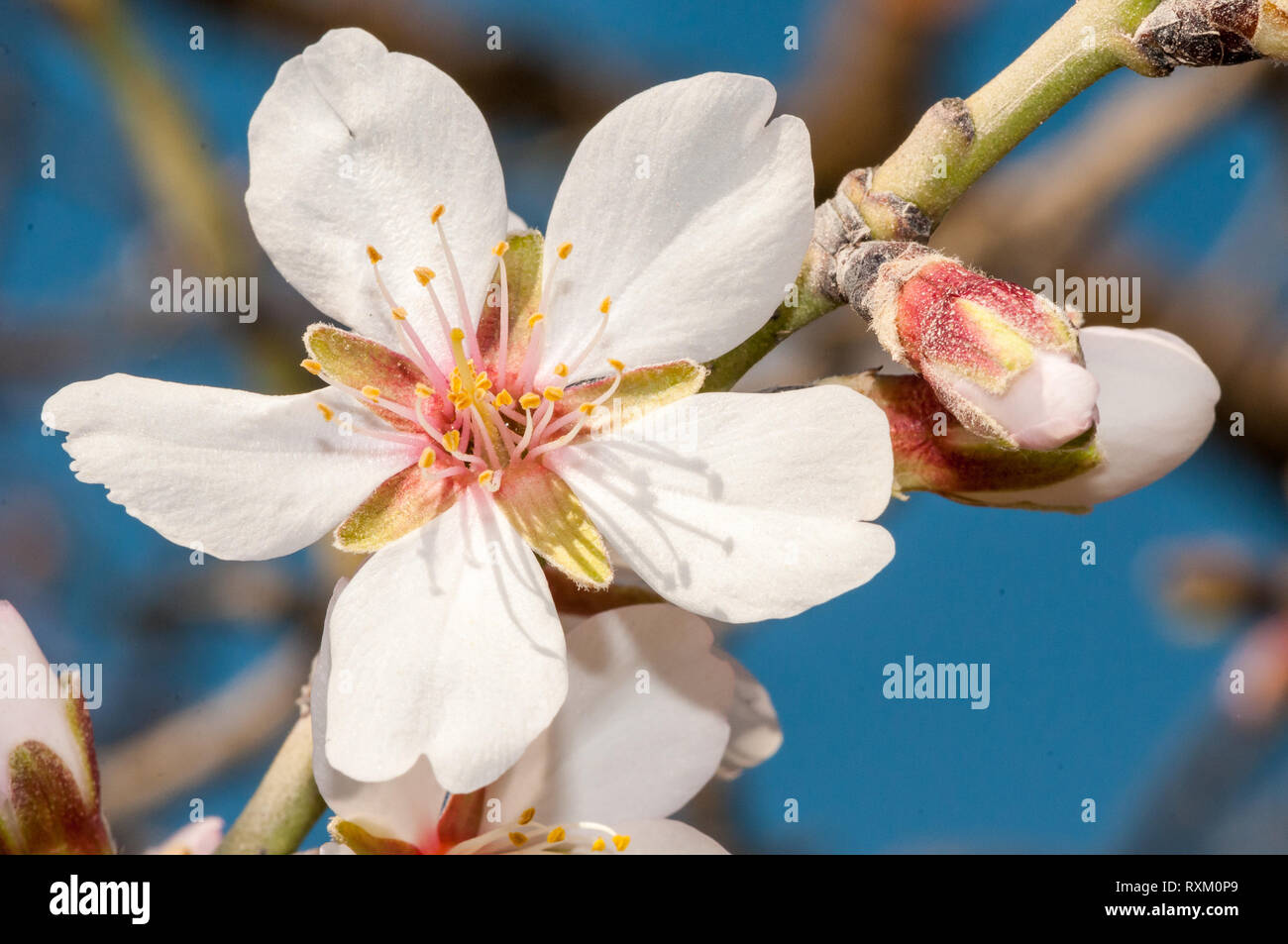 close-up view, almond flower, Prunus dulcis Stock Photo - Alamy