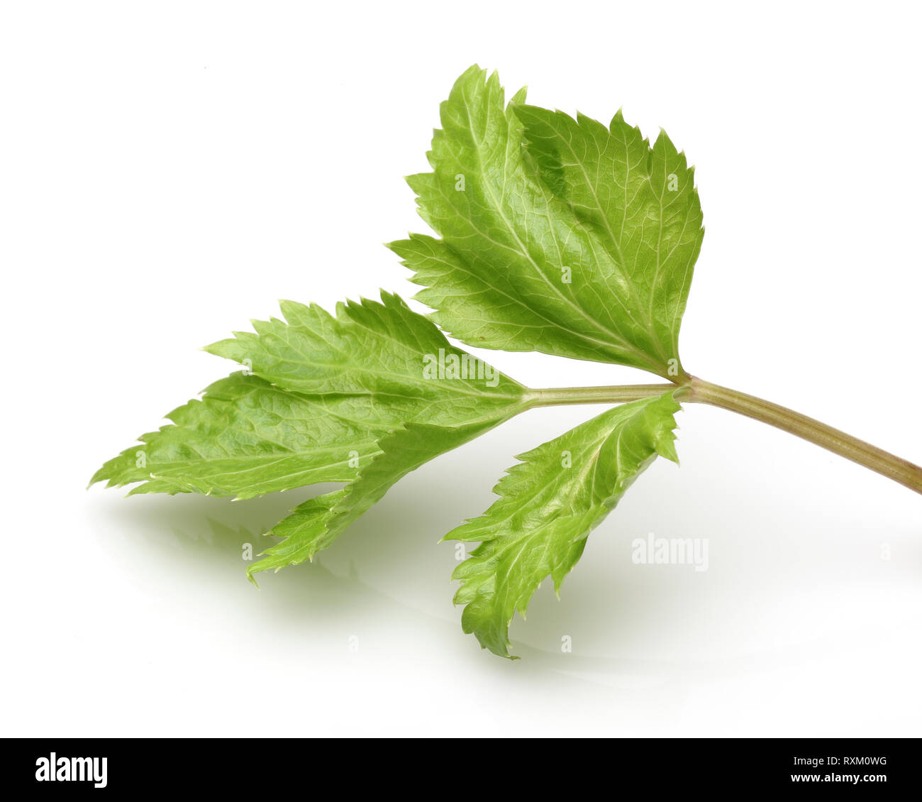 Fresh celery stalks and leaves isolated on white background Stock Photo ...