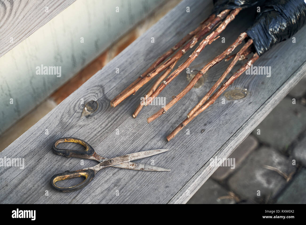 Raspberry bush saplings seedlings ready to be planted on the wooden ...