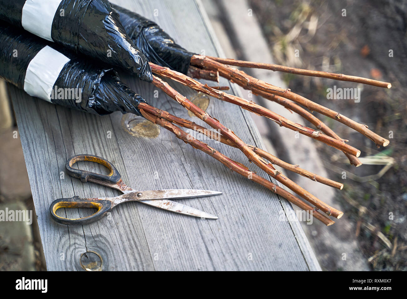 Raspberry bush saplings seedlings ready to be planted on the wooden ...
