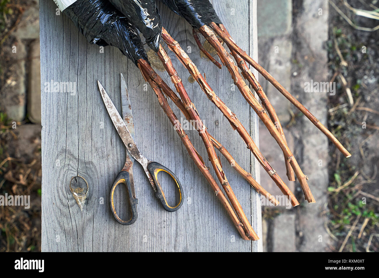 Raspberry bush saplings seedlings ready to be planted on the wooden ...