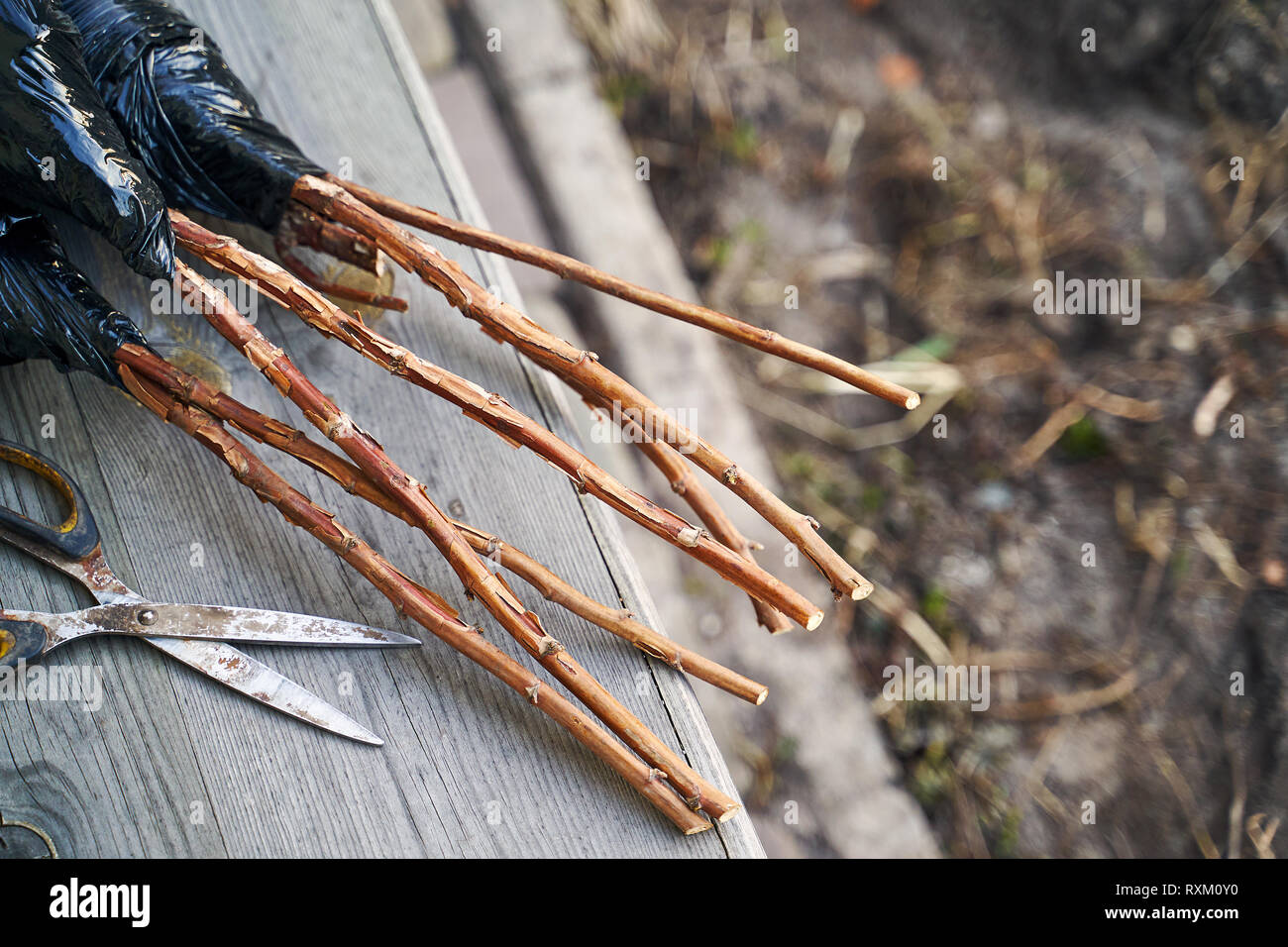 Raspberry bush saplings seedlings ready to be planted on the wooden ...