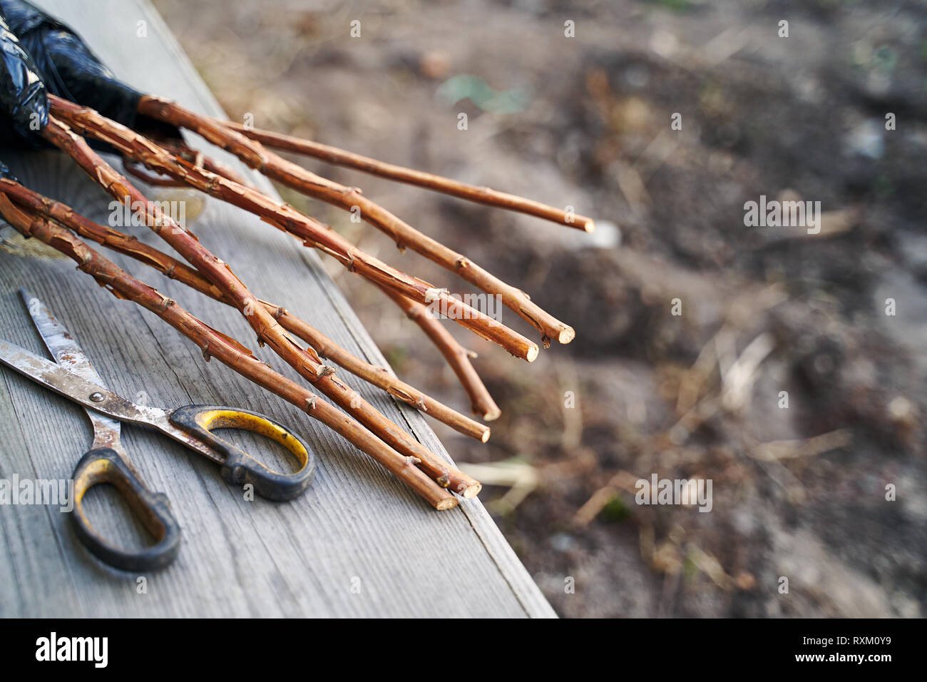 Raspberry bush saplings seedlings ready to be planted on the wooden ...