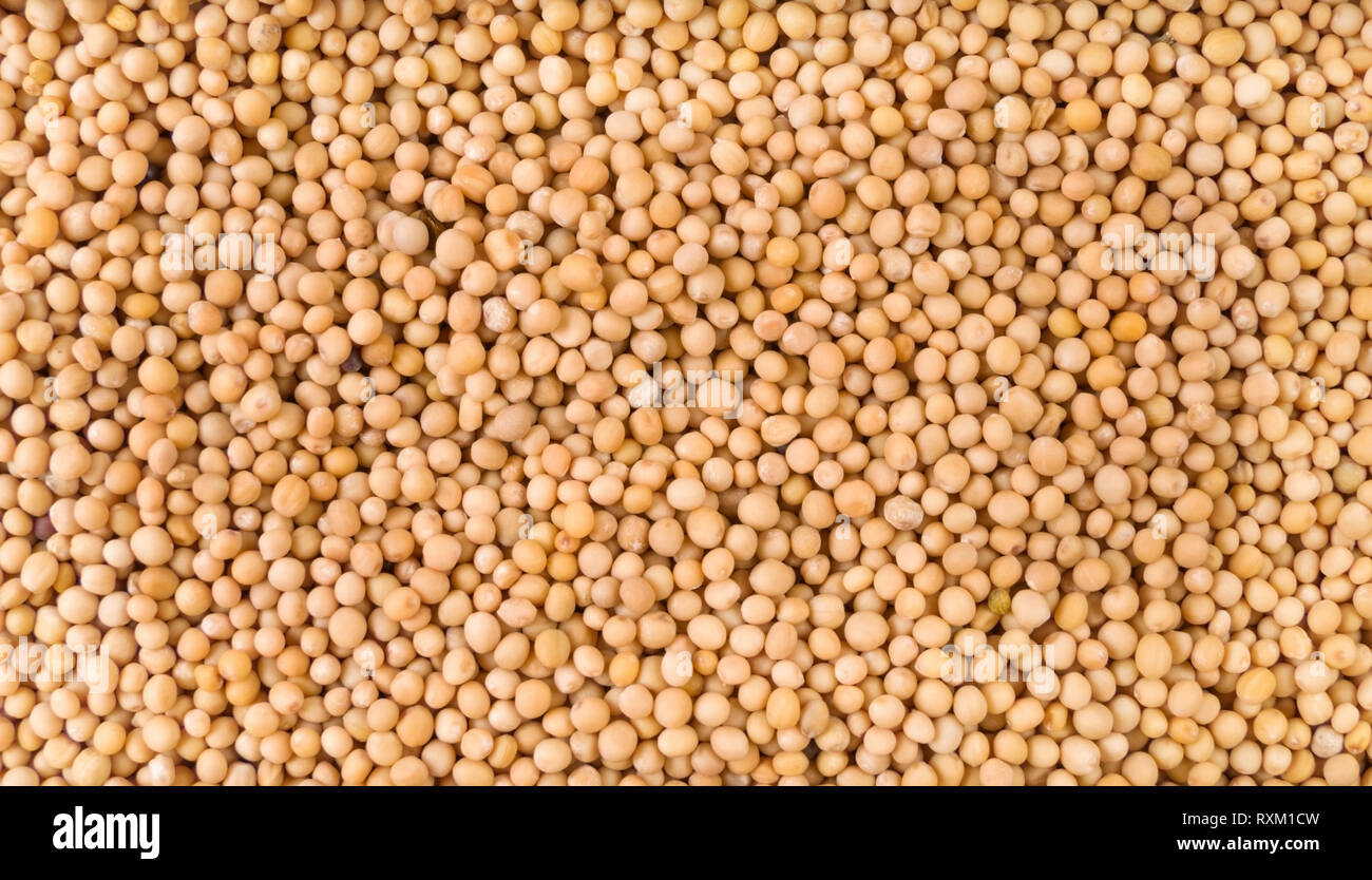 white mustard background. Natural seasoning texture. Natural spices and ...