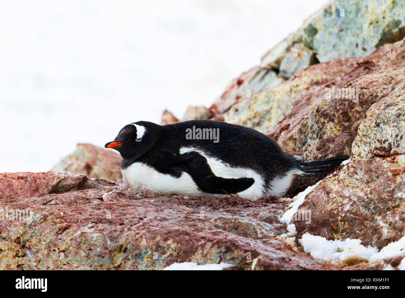 Gentoo penguins nest hi-res stock photography and images - Alamy
