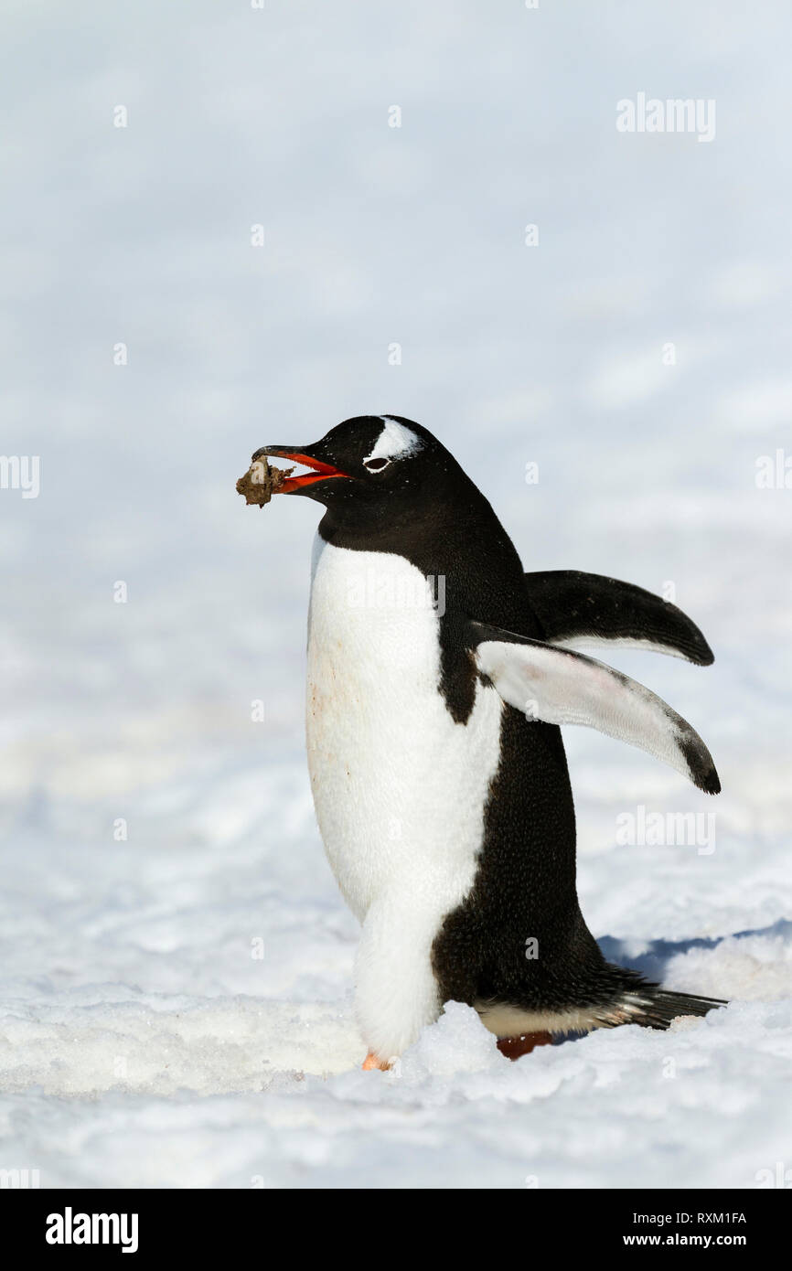 The pebble and the penguin hi-res stock photography and images - Alamy