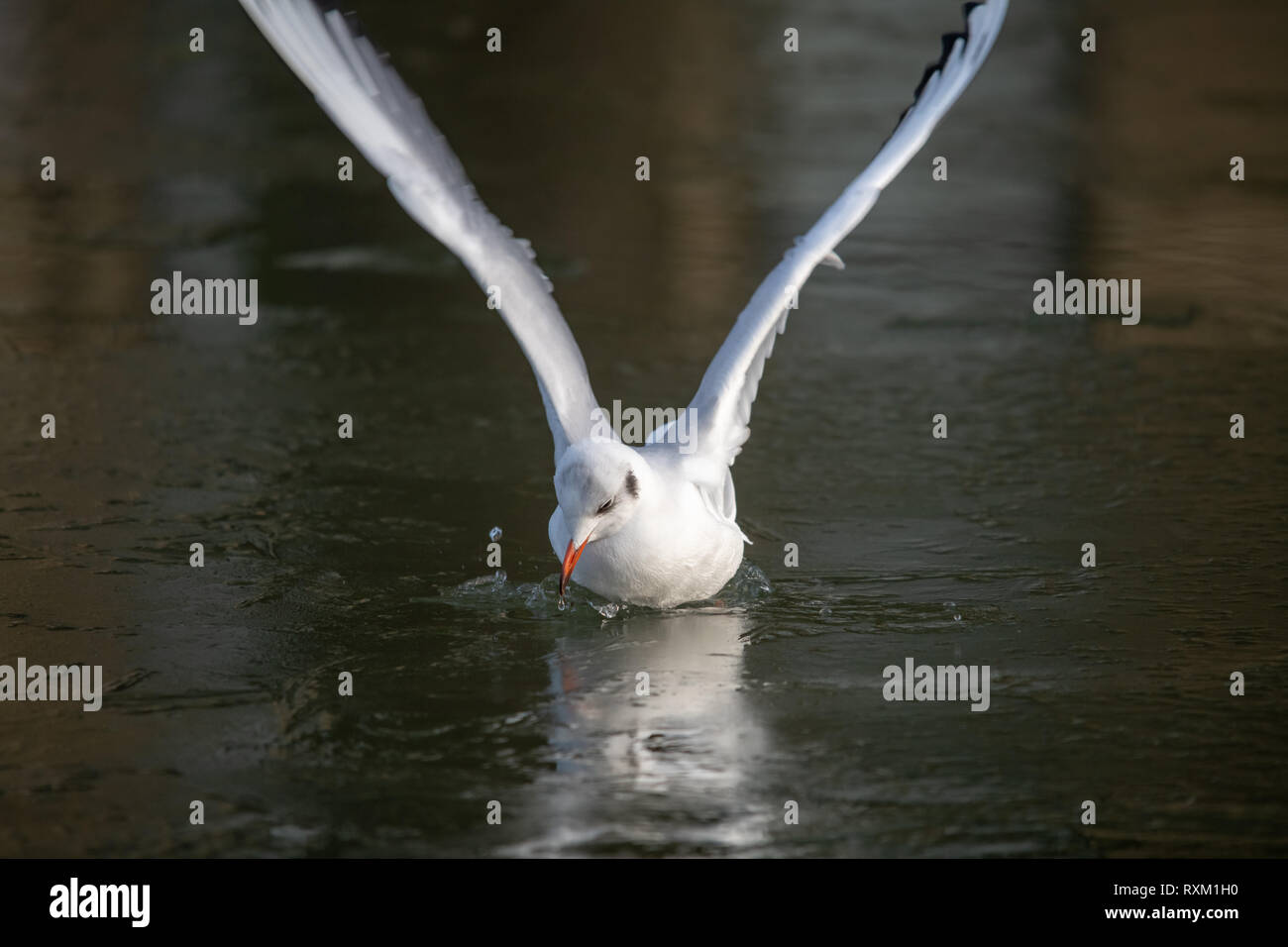 Common Sea Gull approaching a frozen river Stock Photo - Alamy