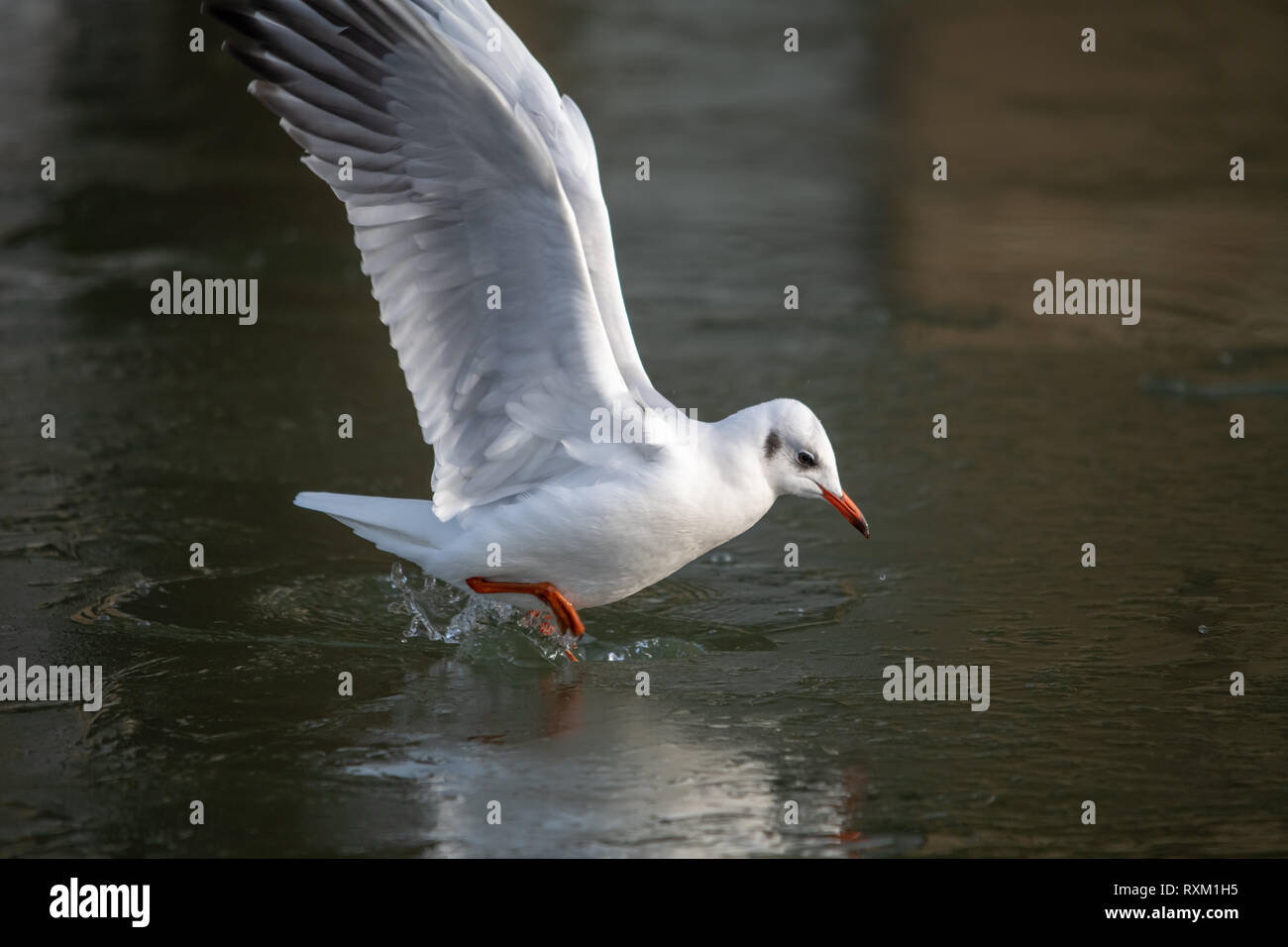 Common Sea Gull approaching a frozen river Stock Photo - Alamy
