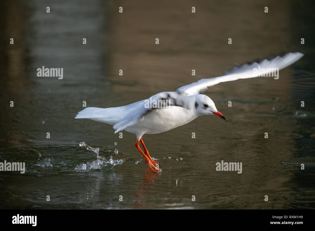 Common Sea Gull approaching a frozen river Stock Photo - Alamy