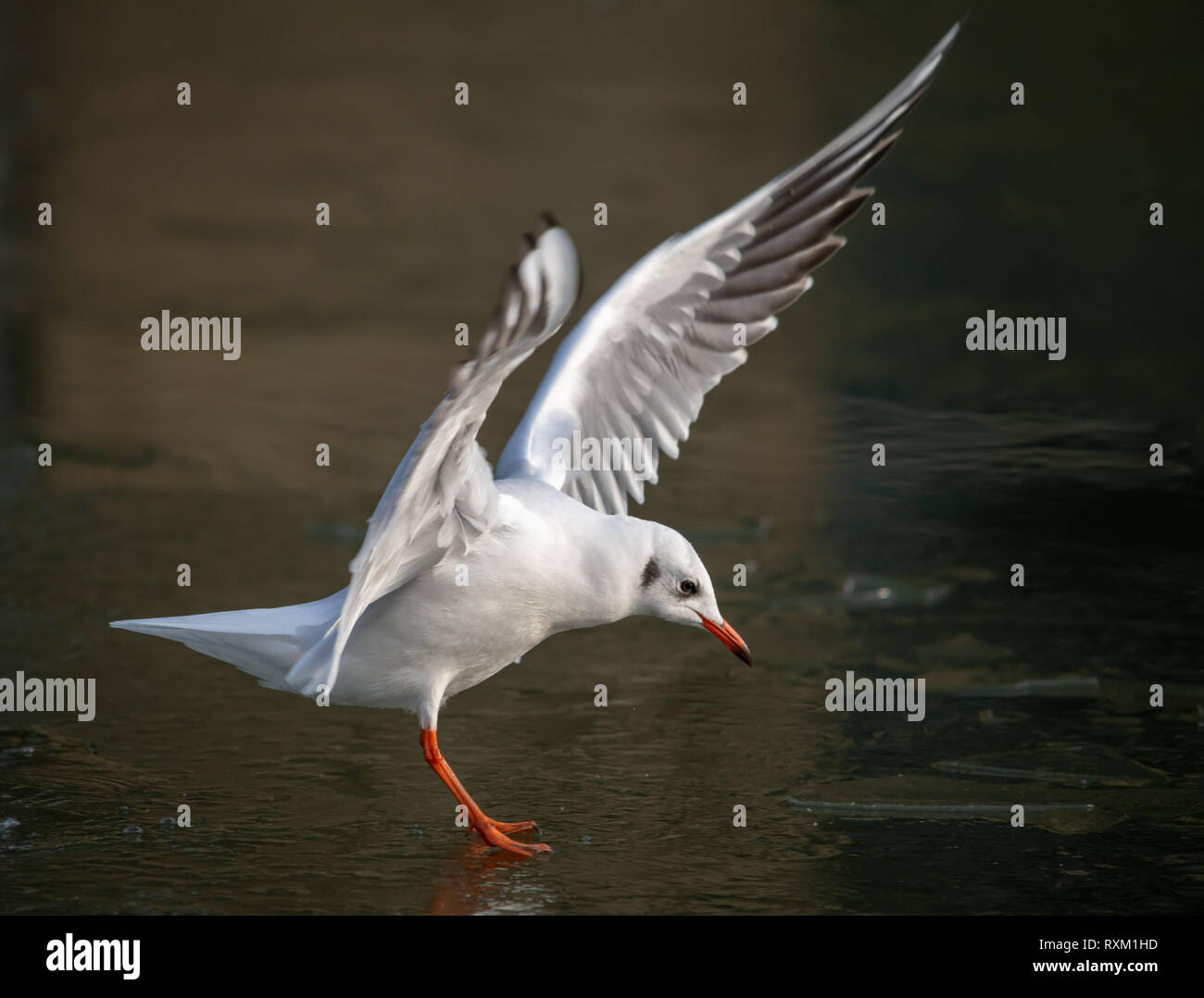 Common Sea Gull approaching a frozen river Stock Photo - Alamy