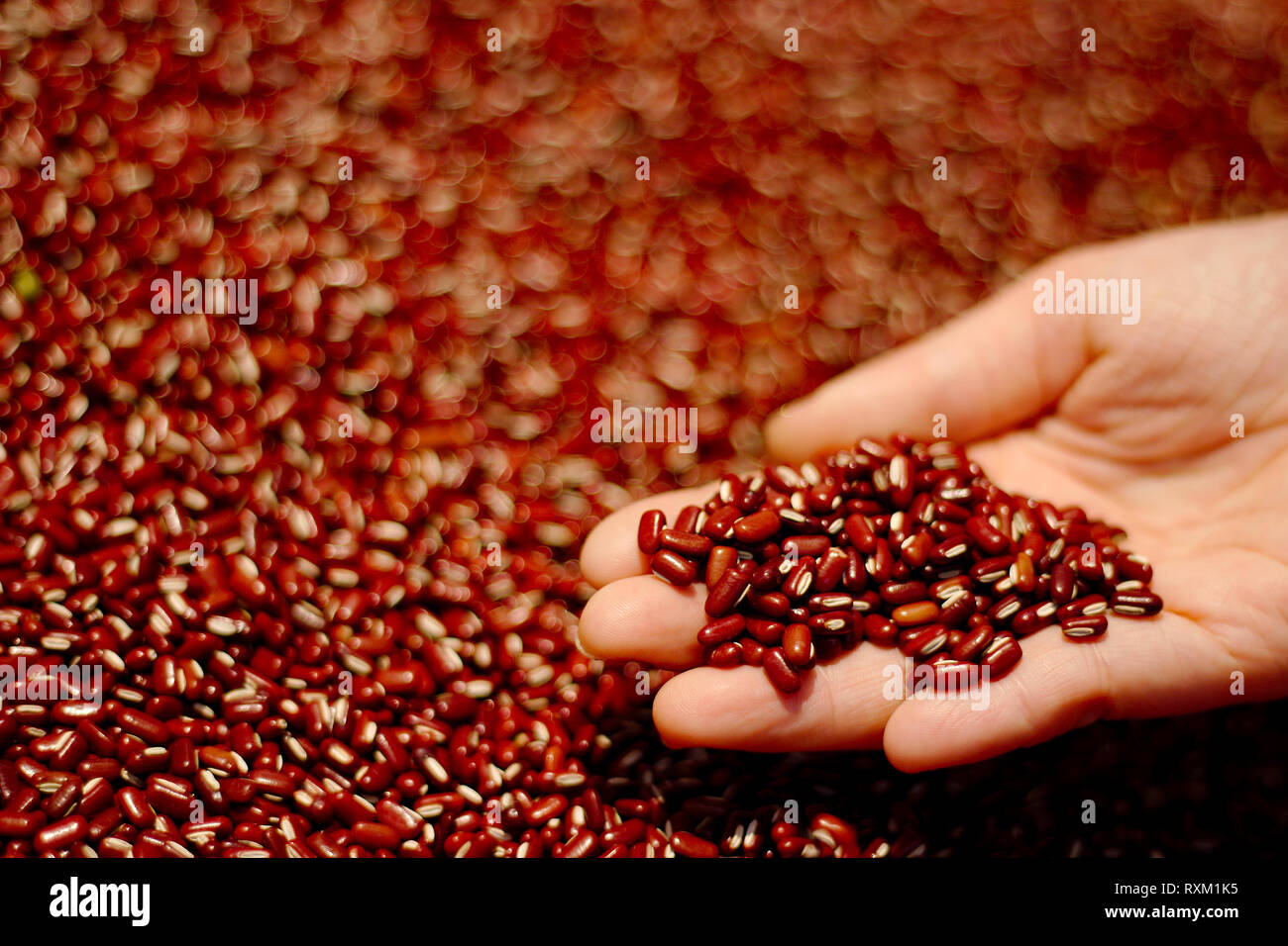 Red beans being picked with hand Stock Photo - Alamy