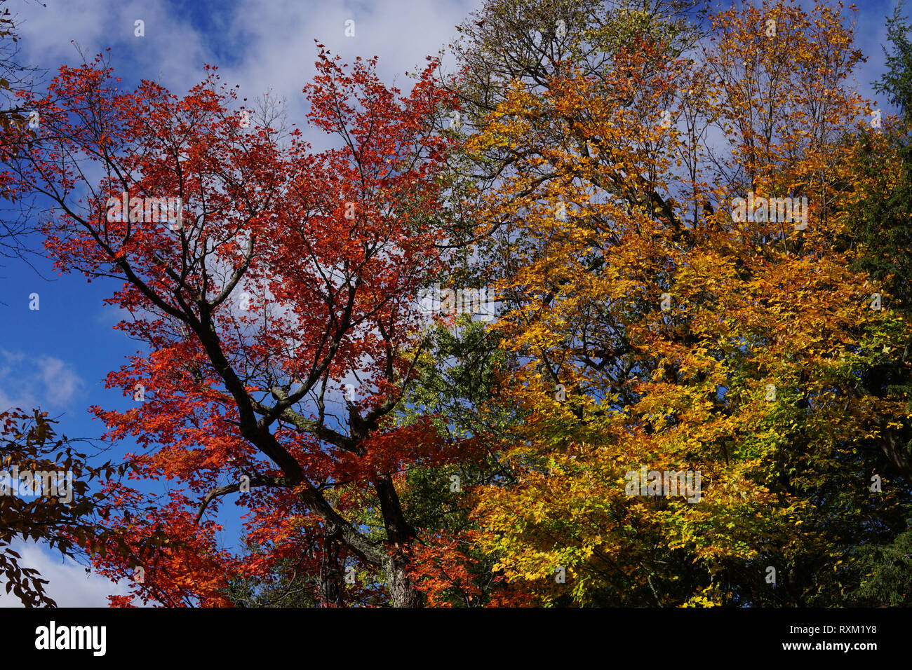 Lake Muskoka fall scene Stock Photo - Alamy
