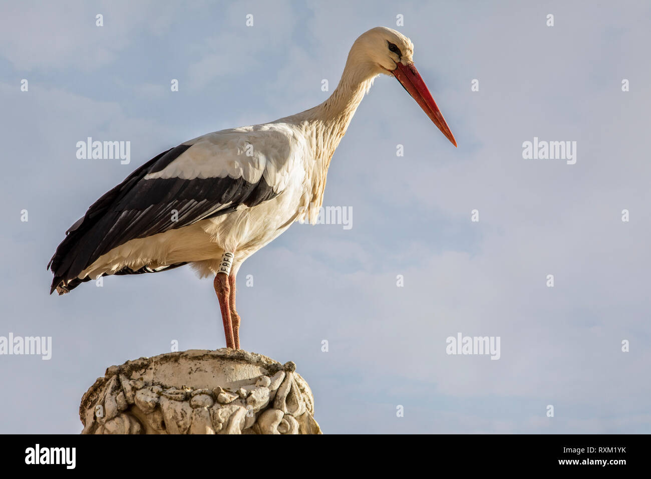 Stork spring hi-res stock photography and images - Alamy