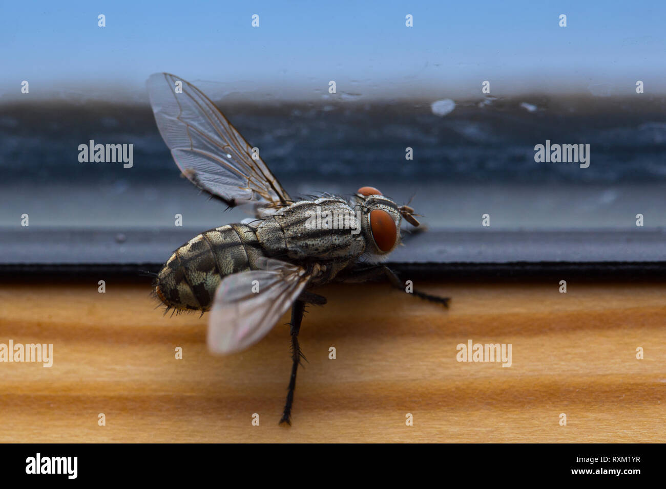 Fly looking through a window Stock Photo - Alamy
