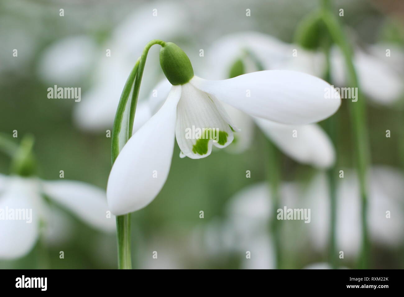 Galanthus 'S Arnott'. Fragrant blooms of Snowdrop nivalis 'Sam Arnott ...