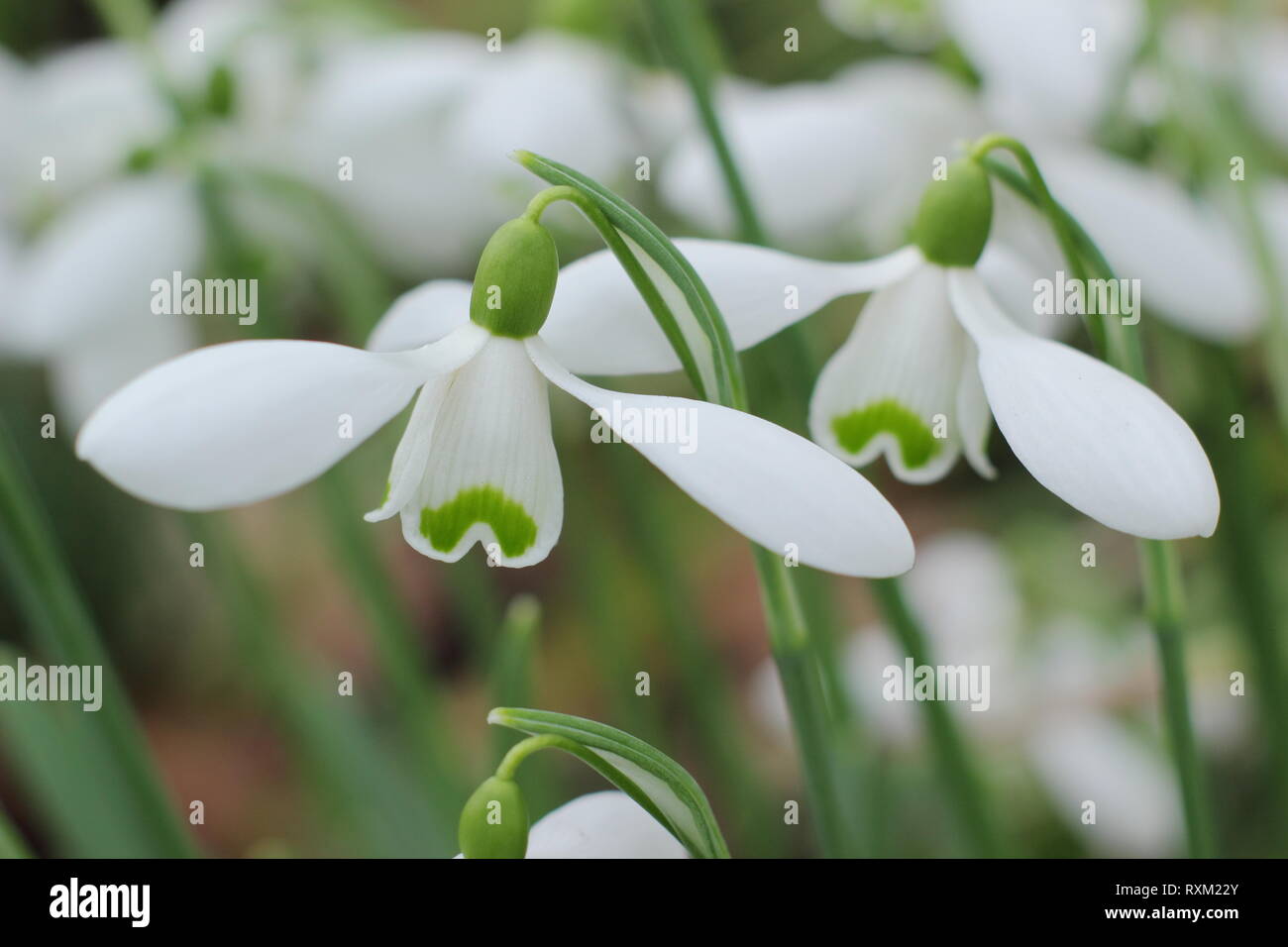 Galanthus 'S Arnott'. Fragrant blooms of Snowdrop nivalis 'Sam Arnott ...