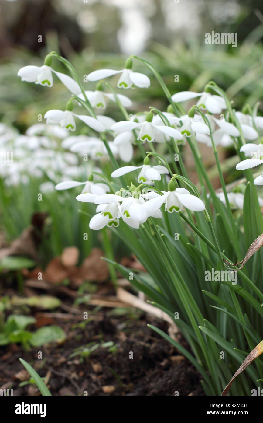 Galanthus 'S Arnott'. Fragrant blooms of Snowdrop nivalis 'Sam Arnott ...
