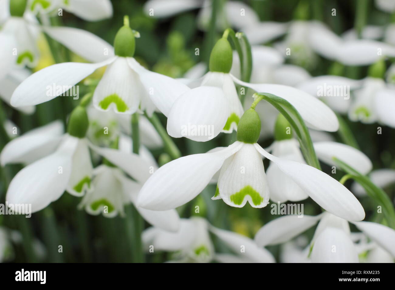 Galanthus 'Brenda Troyle' snowdrop flowering in an English country ...