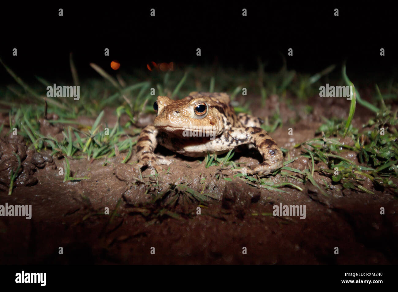 Common toad (Bufo bufo) on spring migration to breeding pond. Surrey ...
