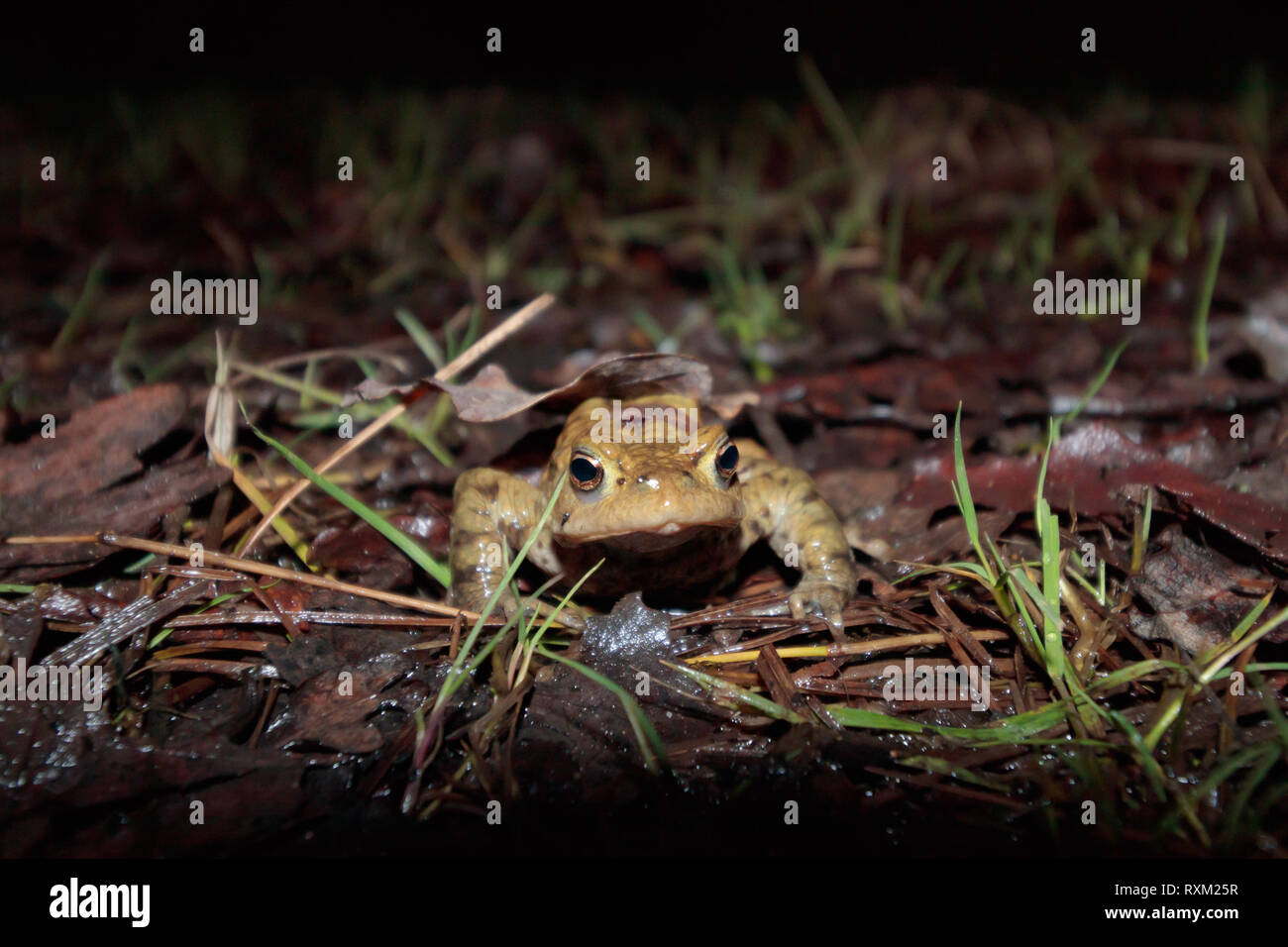 Common toad (Bufo bufo) on spring migration to breeding pond. Surrey ...