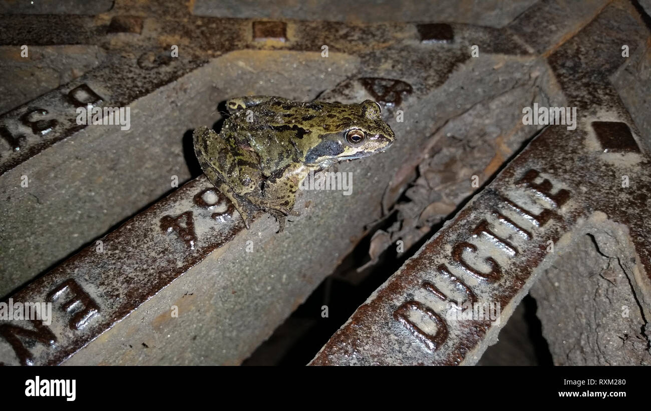 Frog migration hi-res stock photography and images - Alamy