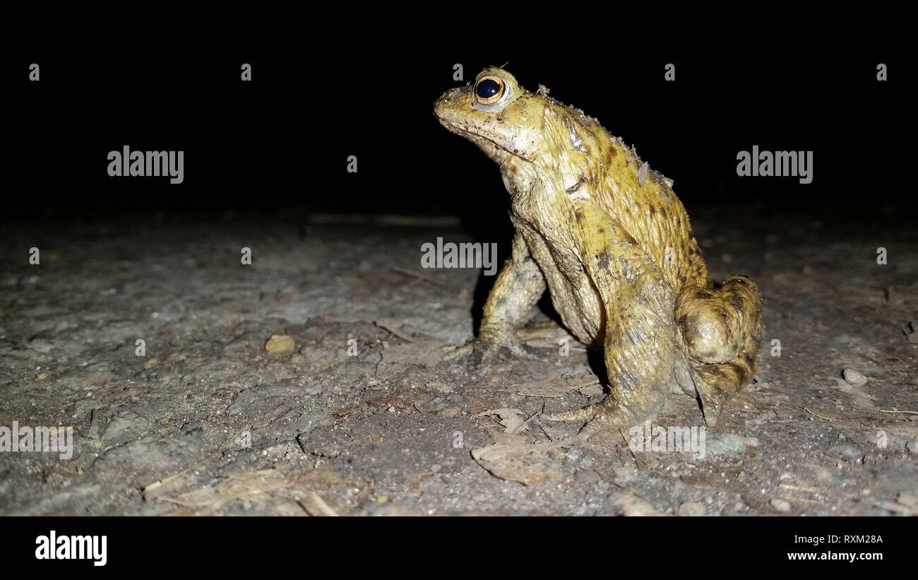 Common toad (Bufo bufo) at road crossing on spring migration. Surrey ...