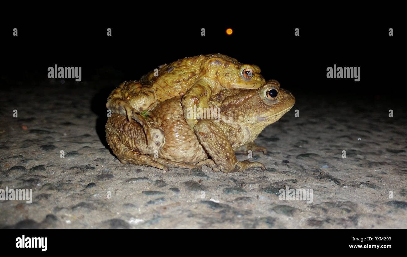 Bufo bufo crossing the road hi-res stock photography and images - Alamy