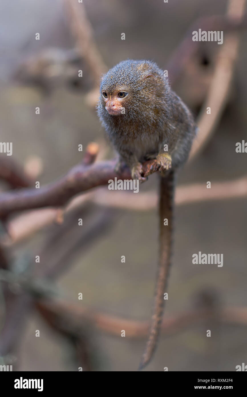 Pygmy Marmoset Callithrix Cebuella pygmaea on a branch Stock Photo - Alamy