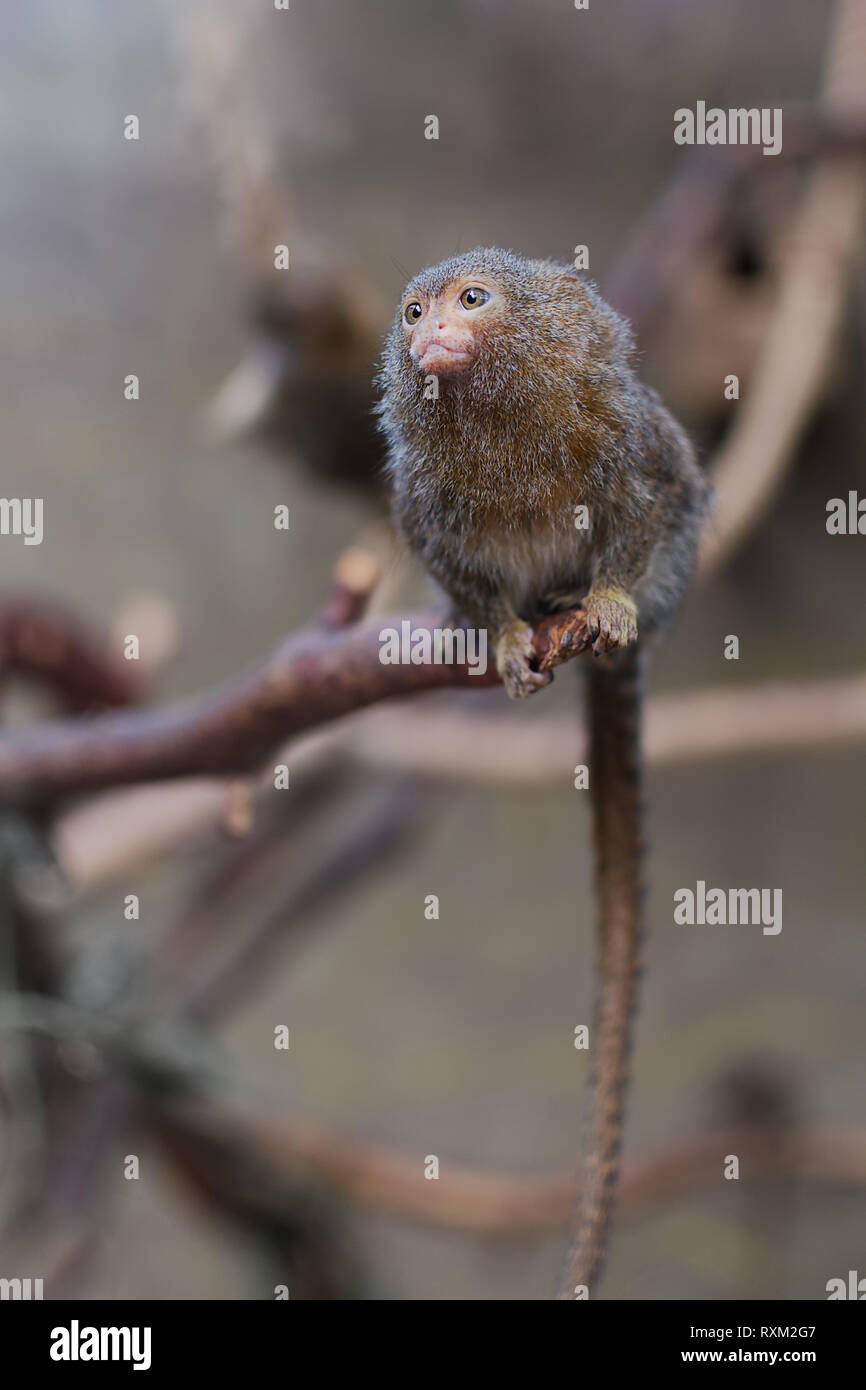 Pygmy Marmoset Callithrix Cebuella pygmaea on a branch Stock Photo - Alamy