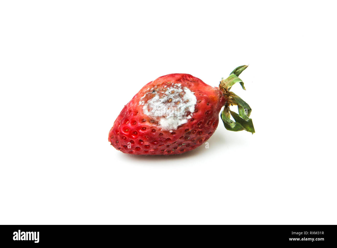 A single mouldy strawberry. Rotten and uneatable. Isolated on white ...