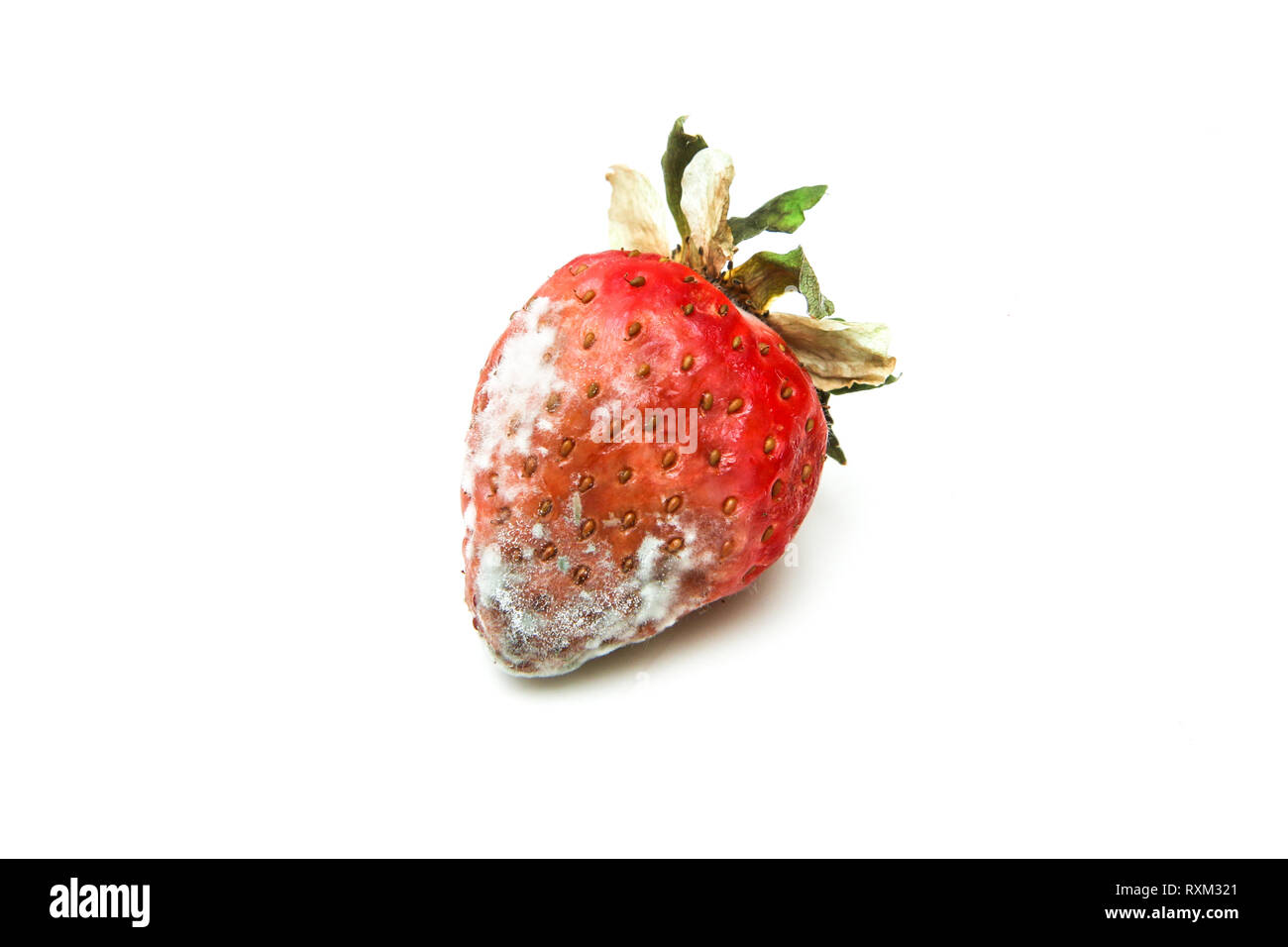 Rotten strawberry Cut Out Stock Images & Pictures - Alamy