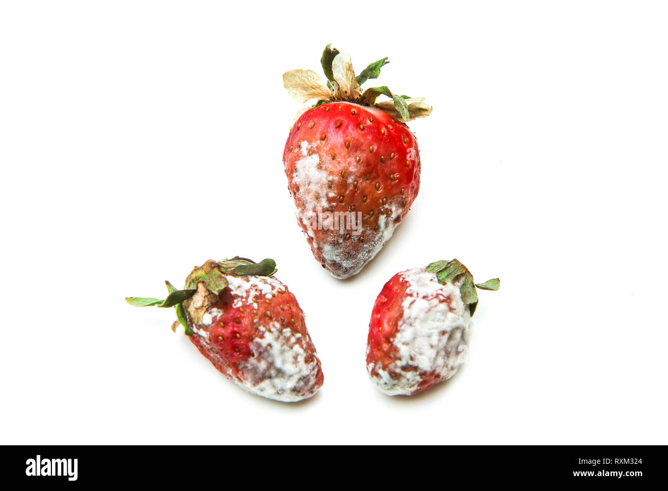 Mouldy strawberry hi-res stock photography and images - Alamy