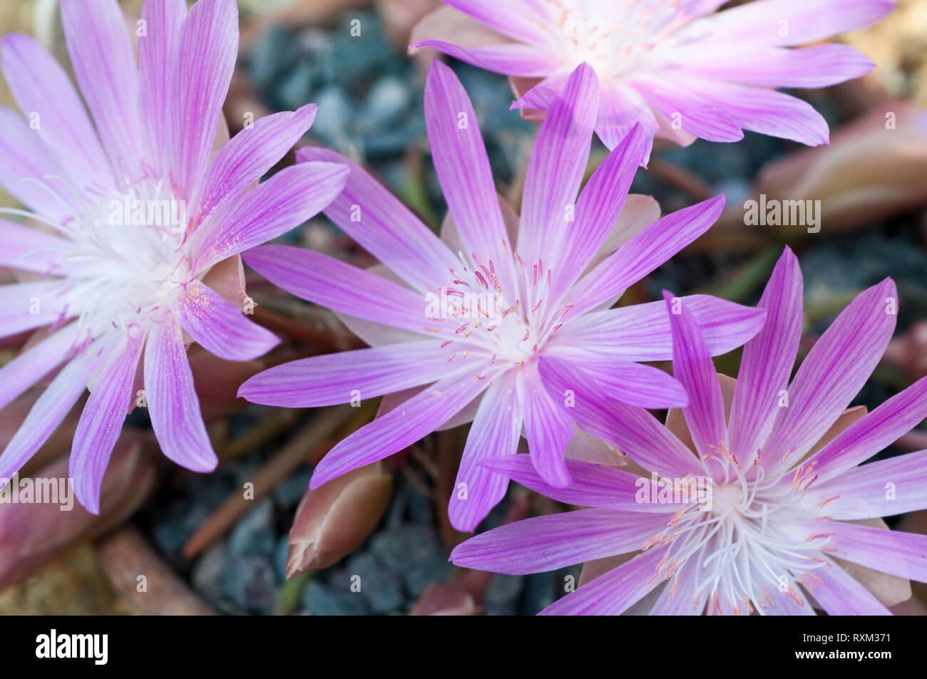 Alpine flower Lewisia redviva, common name Bitterroot Stock Photo - Alamy