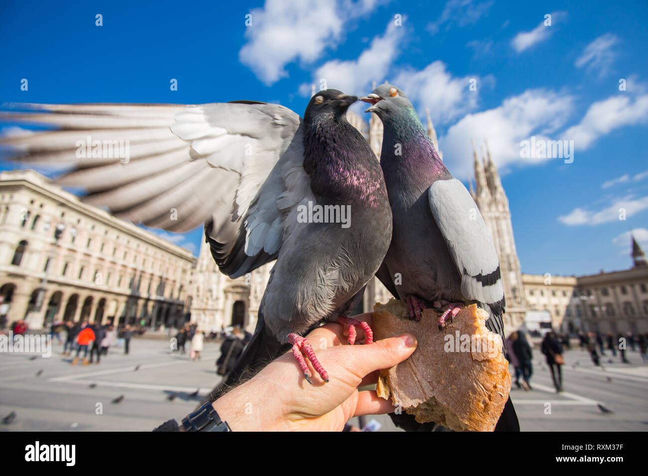 Pigeons on church facade hi-res stock photography and images - Alamy