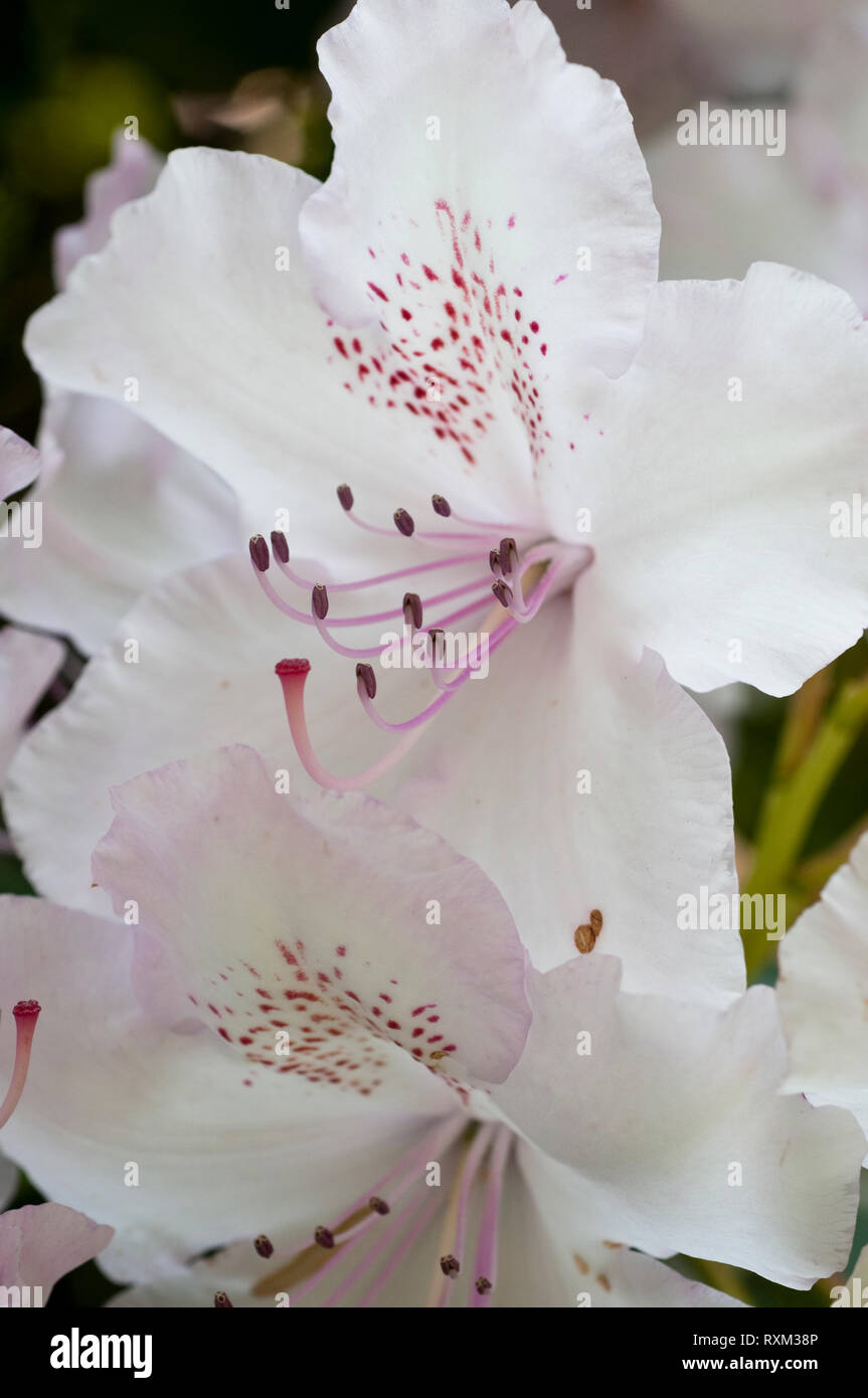 Close up of white Rhododendron 'Mrs Charles E. Pearson' Stock Photo - Alamy