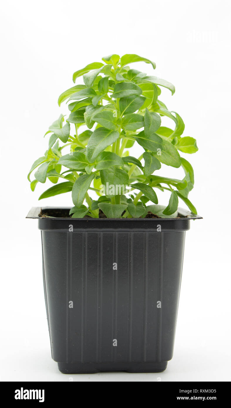 Sweet basil plant in pot isolated on white background Stock Photo - Alamy