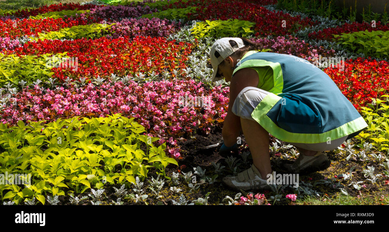 Works on laying of flowerbeds Stock Photo - Alamy