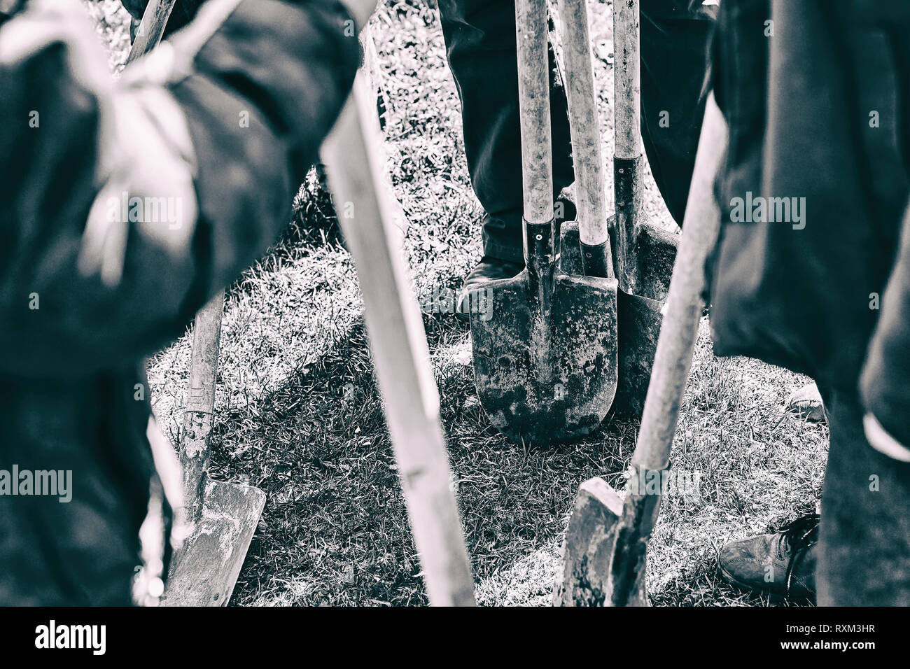 Team of workers ready to start planting trees with their shovels ...