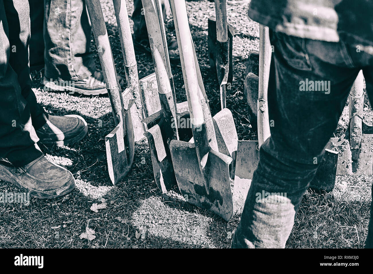 Team of workers ready to start planting trees with their shovels ...