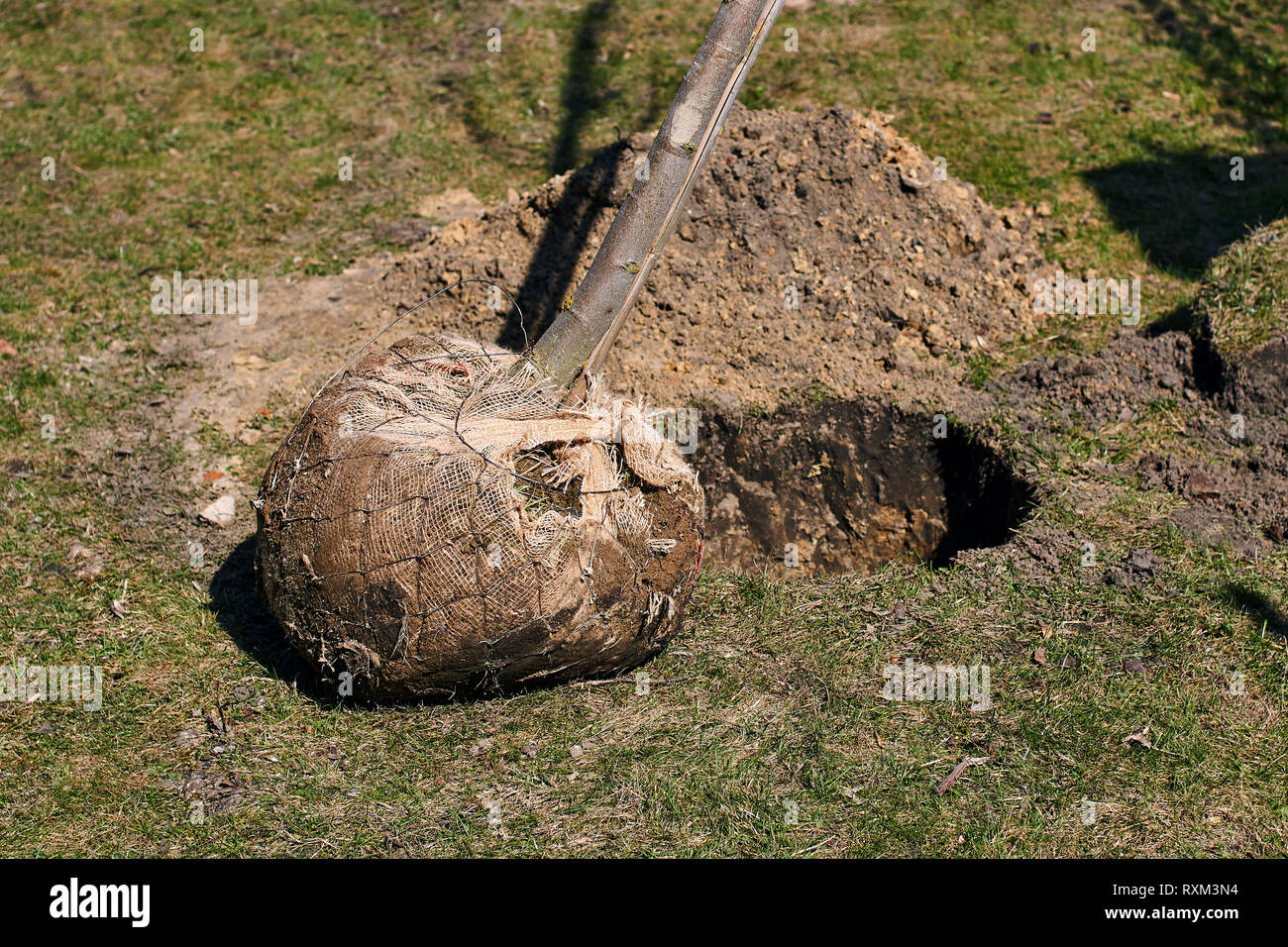 Tree root ball hi-res stock photography and images - Alamy