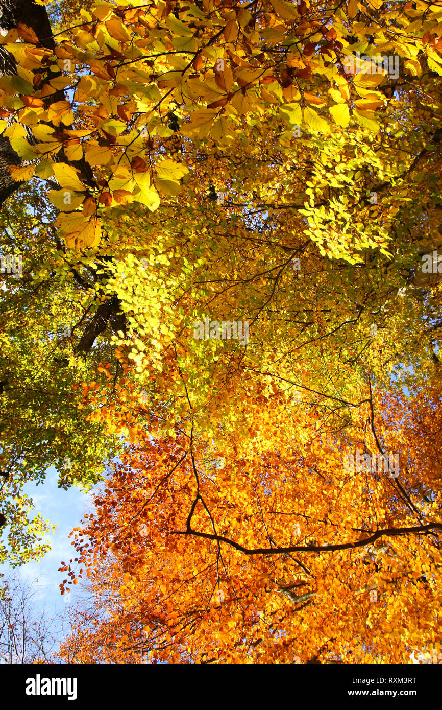 The nice view from the autumn nature with its colorful trees and calm ...