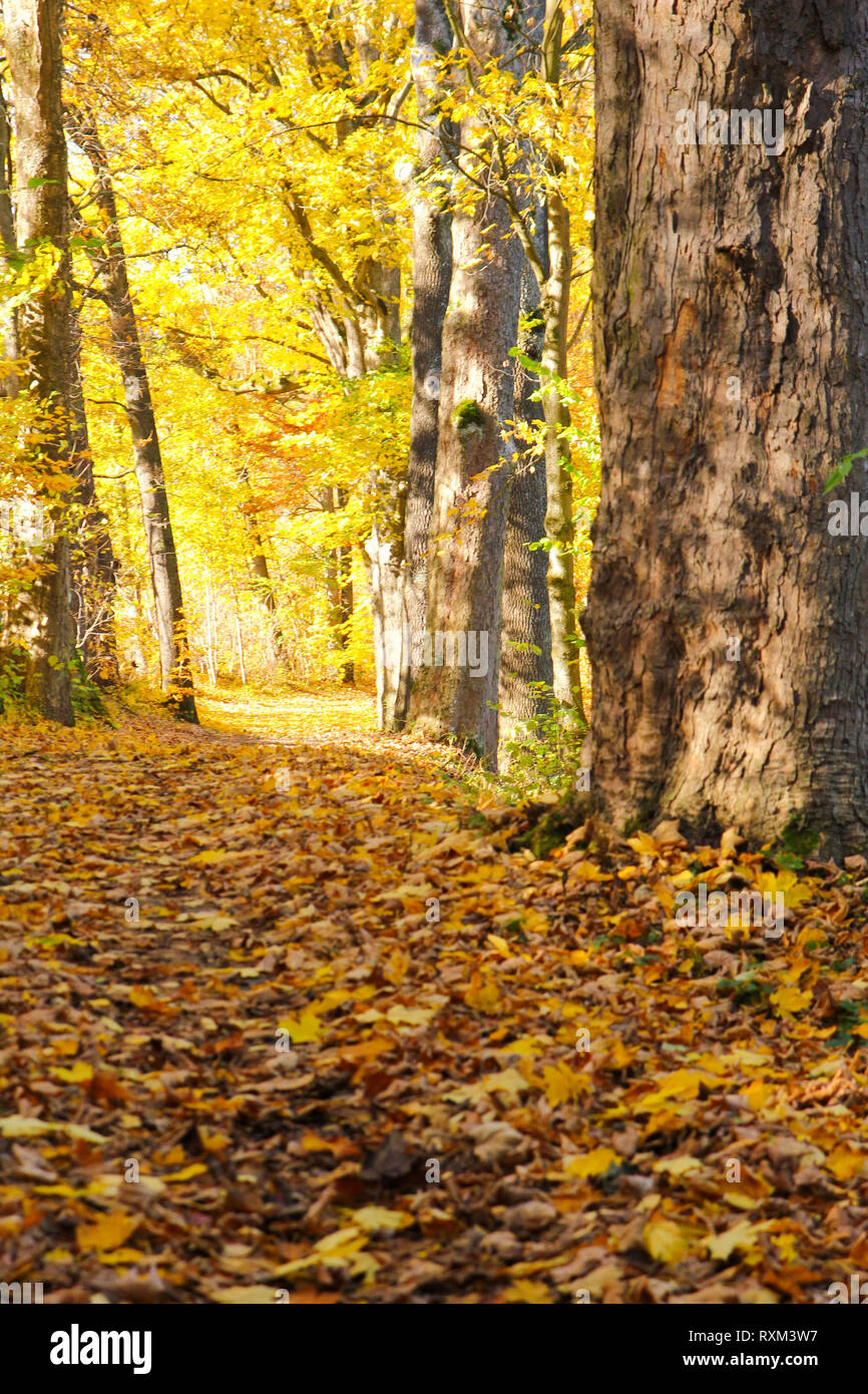 The nice view from the autumn nature with its colorful trees and calm ...