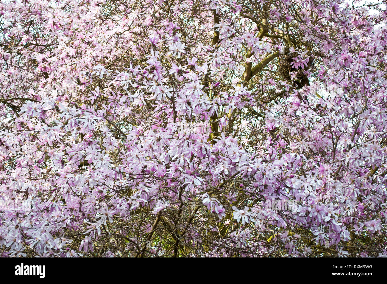Pink flowering Magnolia x loebneri 'Leonard Messel', Champion tree ...