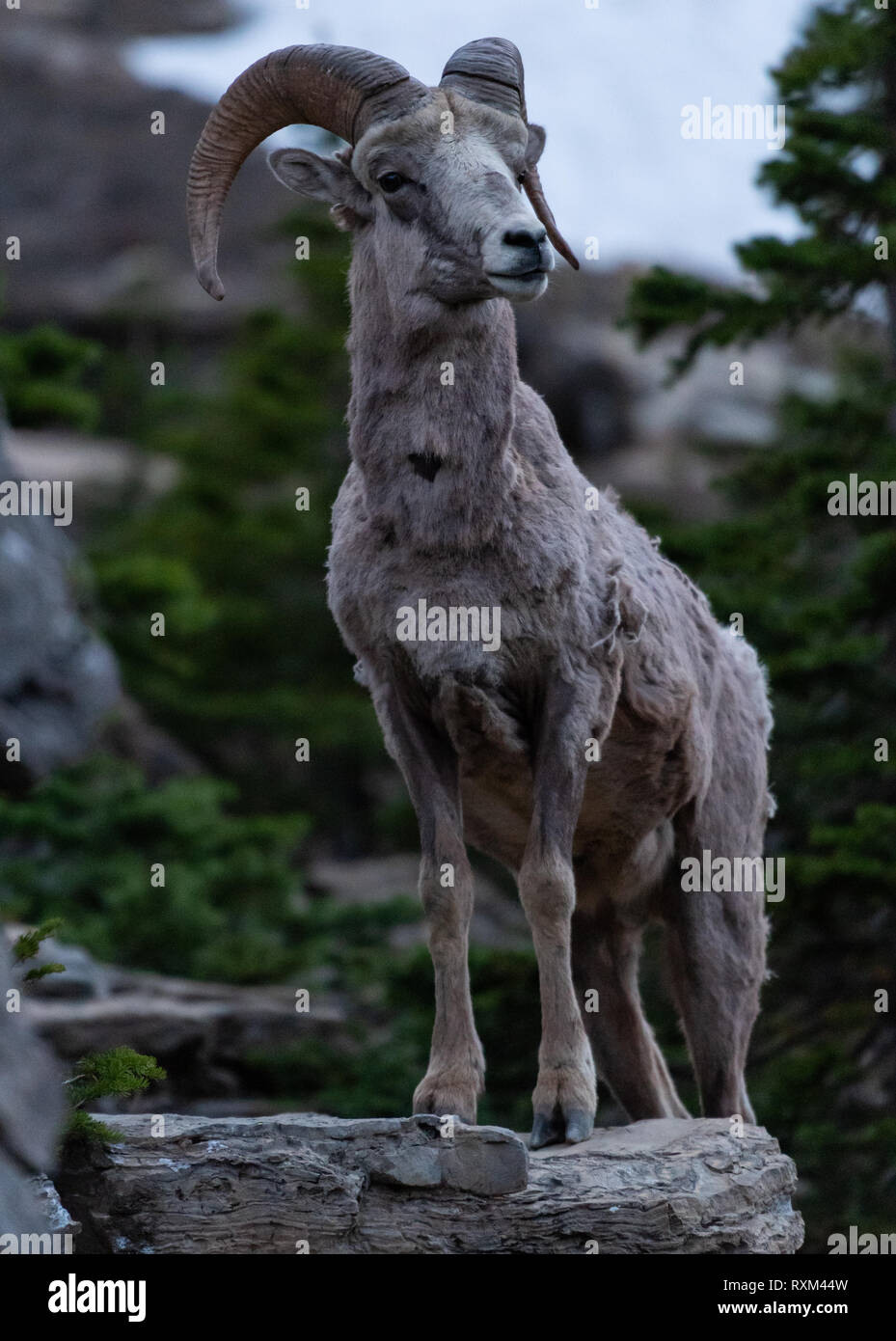 Ragged Big Horn Sheep Poses On Rock in Montana wilderness Stock Photo ...